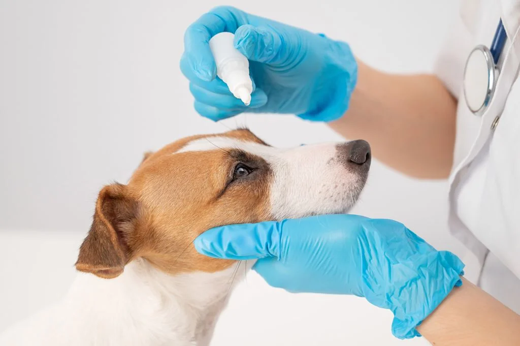 ¿Qué precio tiene la operación de cataratas en perros? - Santévet