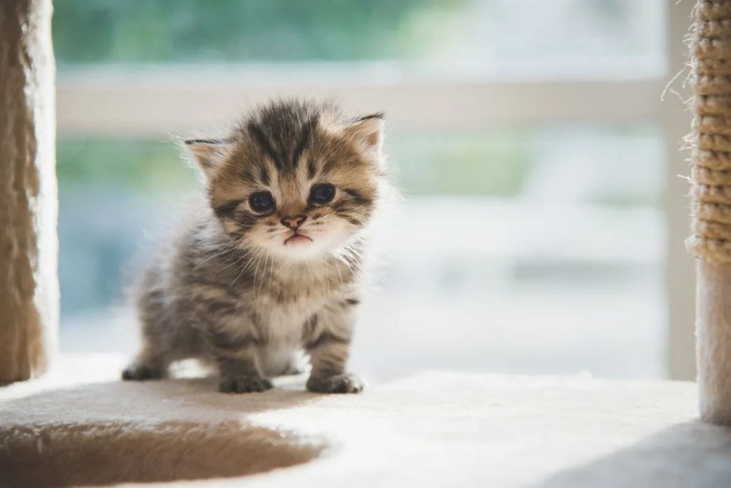Gato gris: razas, significado y características - Santévet