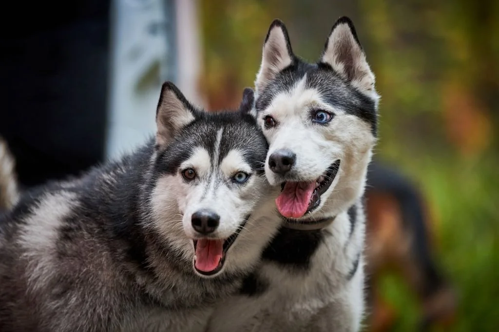 Perro Gris : Braco de Weimar, Gran Danés y otras razas - Santévet