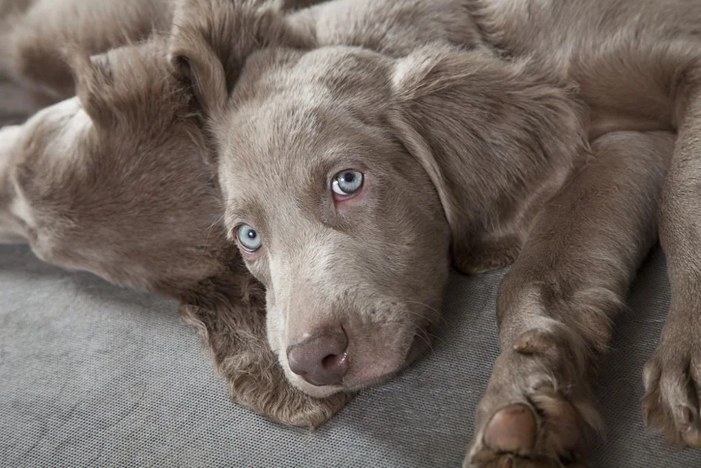 Perro Gris : Braco de Weimar, Gran Danés y otras razas - Santévet